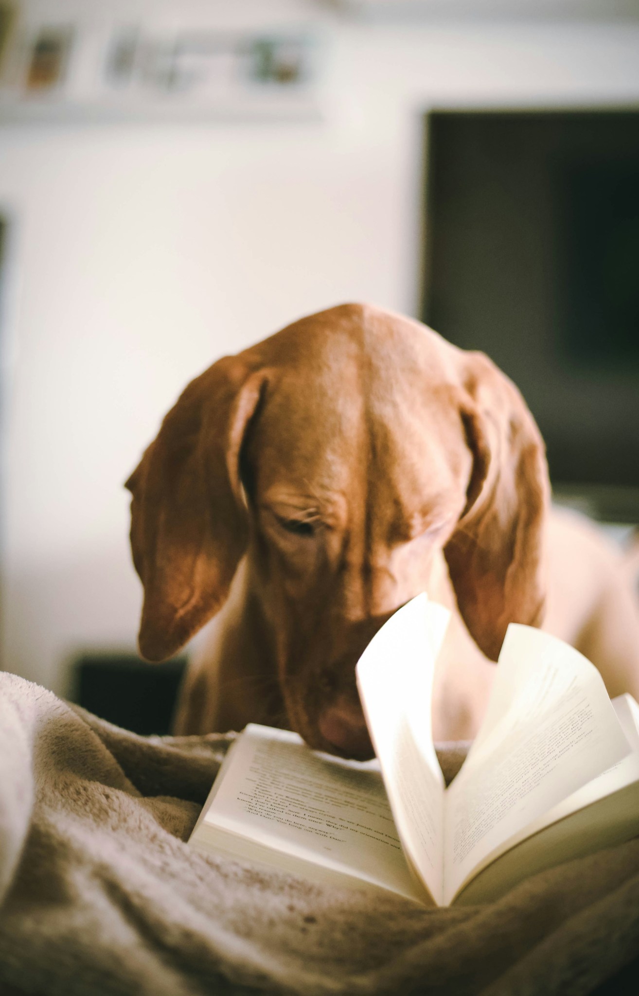 Unleash your inner bookworm: 10 ways to elevate your reading experience ...